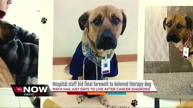 Metro Detroit hospital says goodbye to therapy dog diagnosed with ...
