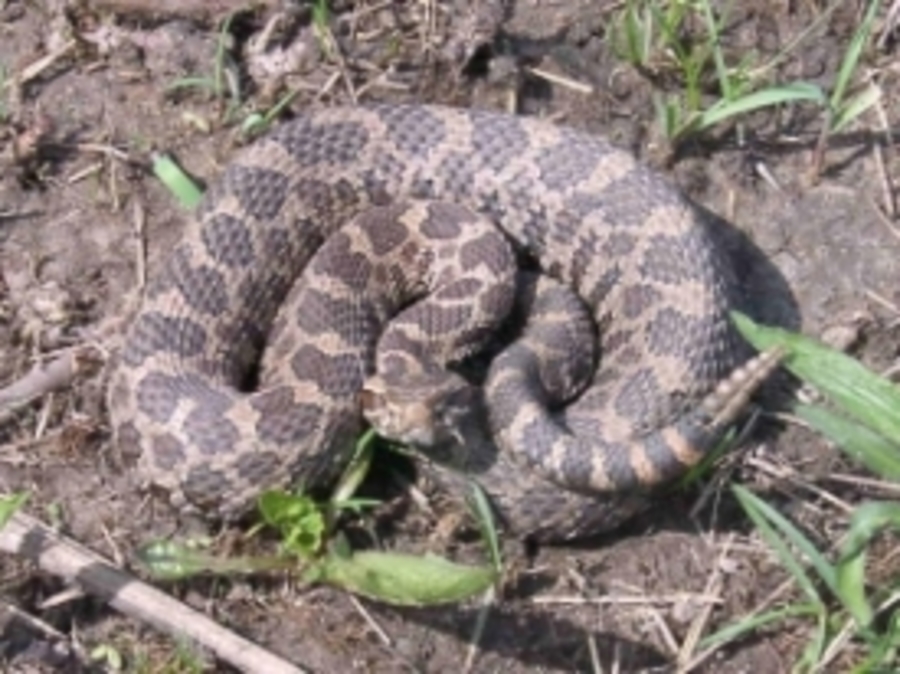 Meet Michigan's only venomous snake, the Eastern Massasauga Rattlesnake ...
