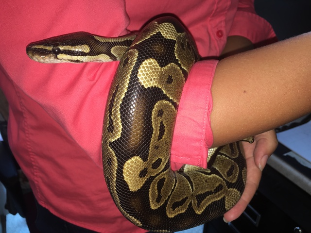 3-foot-long ball python found at metro Detroit car dealership - WXYZ.com