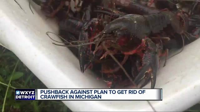Pushback against plan to get rid of crawfish in Michigan - WXYZ.com
